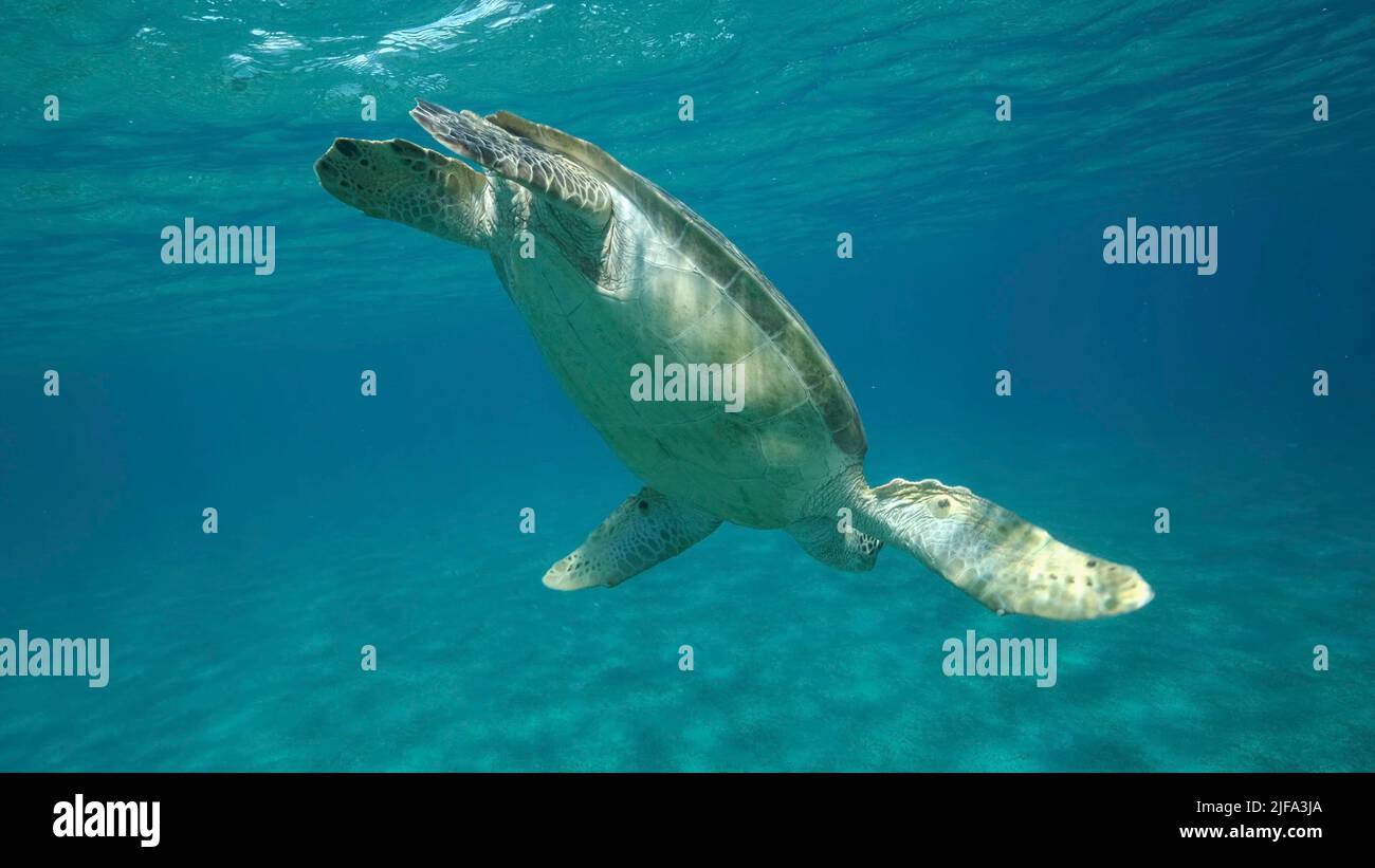 Sea turtle dives to the deep on sandy bottom covered with green sea ...
