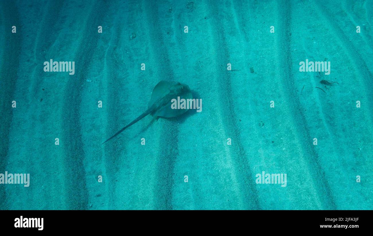 Blue-spotted stingray (Taeniura lymma) slowly swimming over a sandy ...