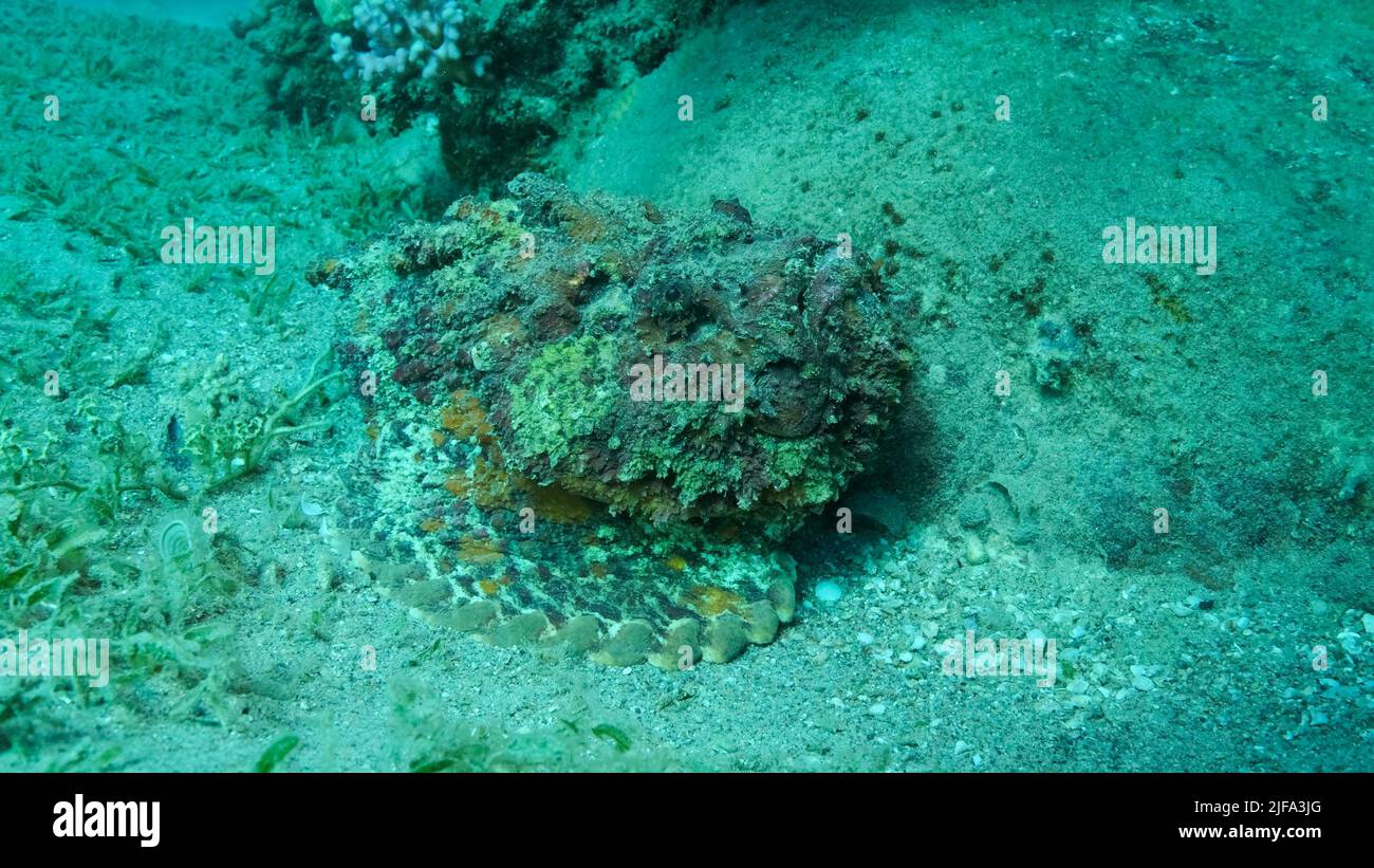 African green plant on water hi-res stock photography and images - Alamy