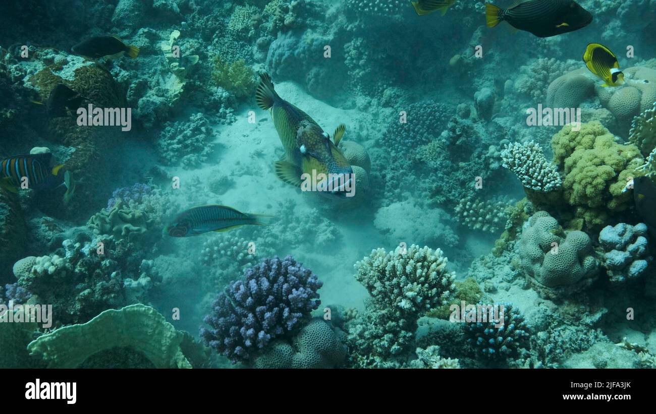 Trigger fish on coral reef. Titan Triggerfish (Balistoides viridescens ...