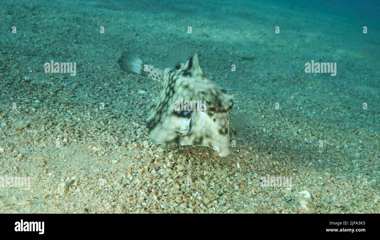 Close-up of Boxfish swims over sandy bottom. Thornback Boxfish or Camel ...