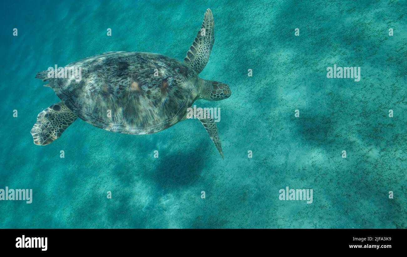 Sea turtle dives to the deep on sandy bottom covered with green sea ...