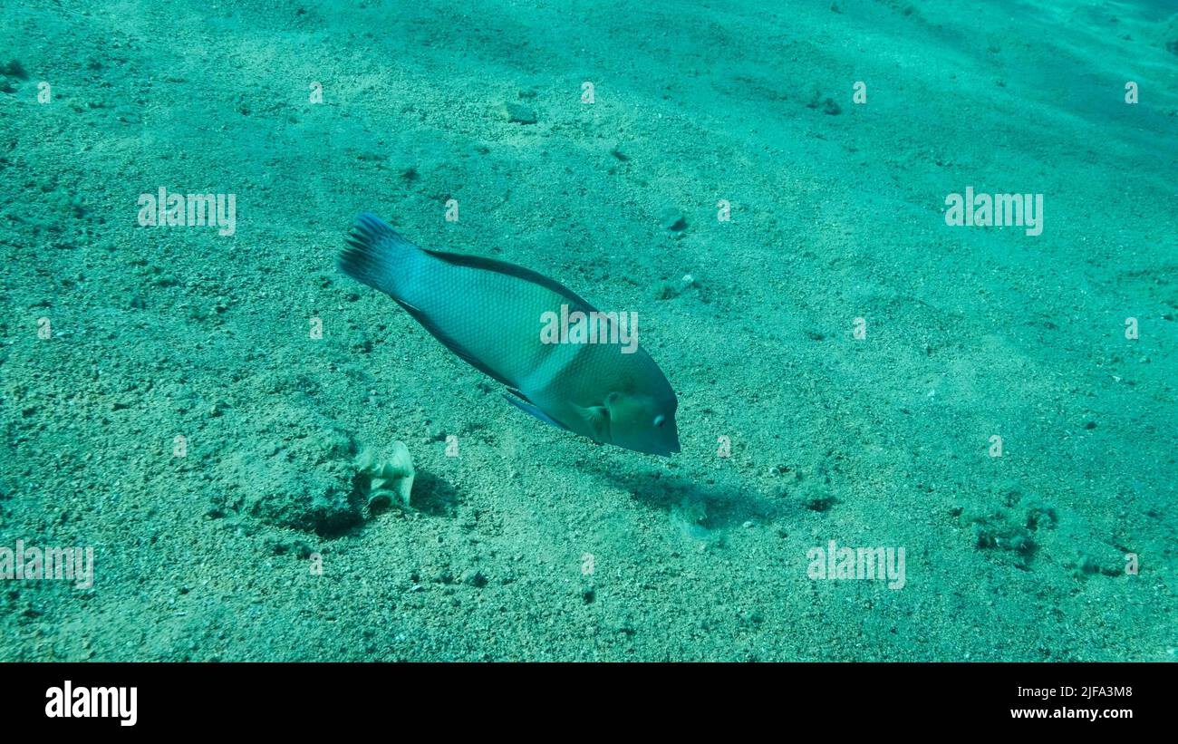 Cigar Wrasse (Cheilio inermis) swim above sandy bottom on blue water ...