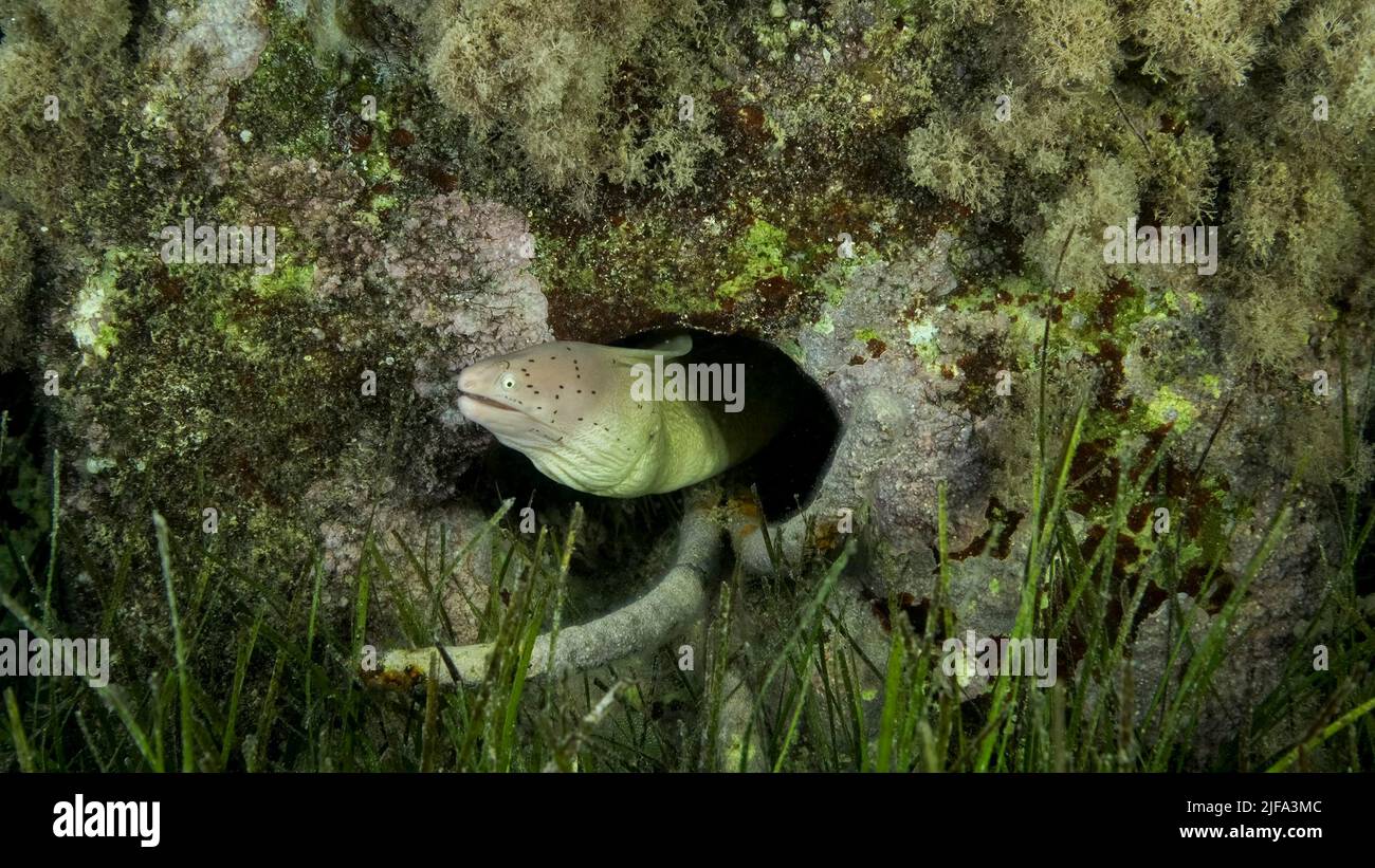Close-up of Moray lie in the coral reef. Geometric moray (Gymnothorax ...