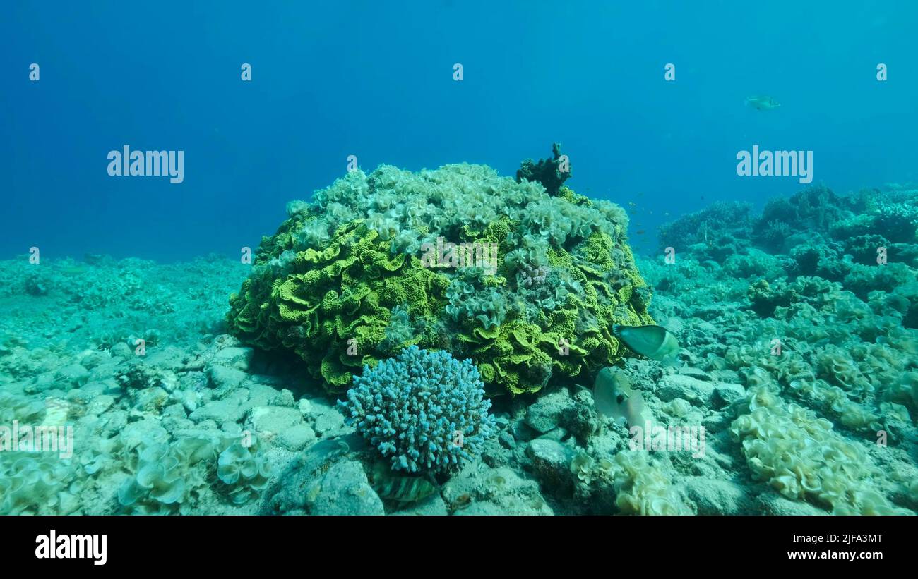 Once beautiful coral reef is overgrown with algae as a result of ...