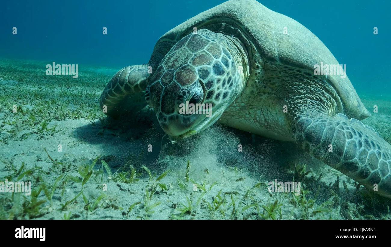 Big Sea Turtle green eats green sea grass on the seabed. Green sea ...