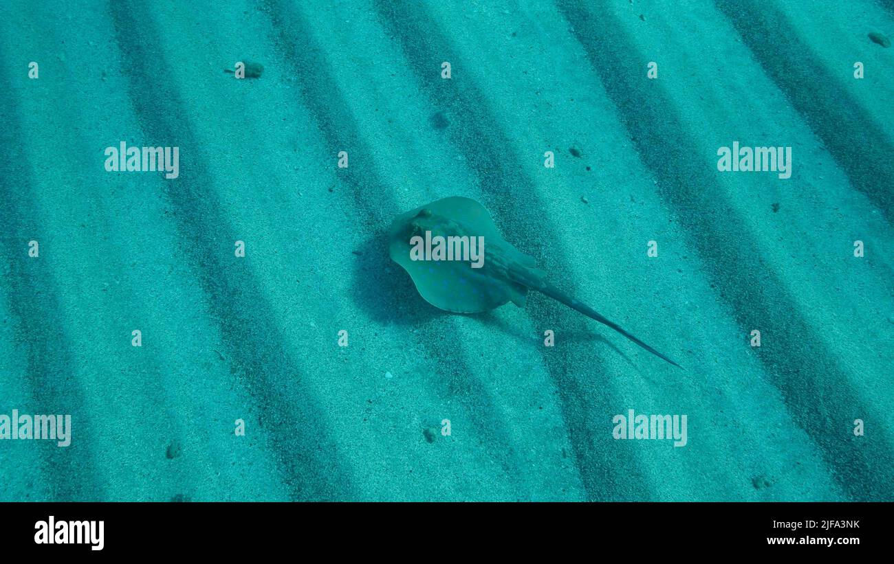 Blue-spotted stingray (Taeniura lymma) slowly swimming over a sandy ...