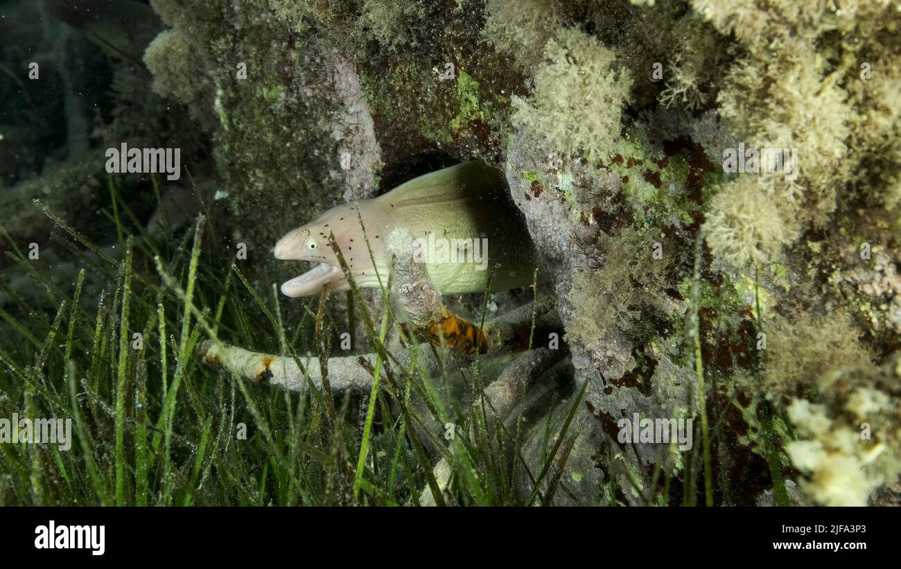 Close-up of Moray lie in the coral reef. Geometric moray (Gymnothorax ...