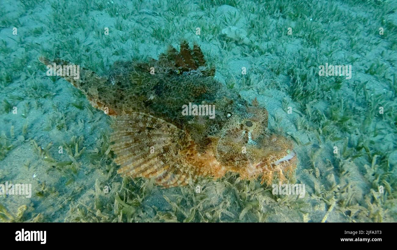 Scorpion fish lie on the reef. Bearded Scorpionfish (Scorpaenopsis ...