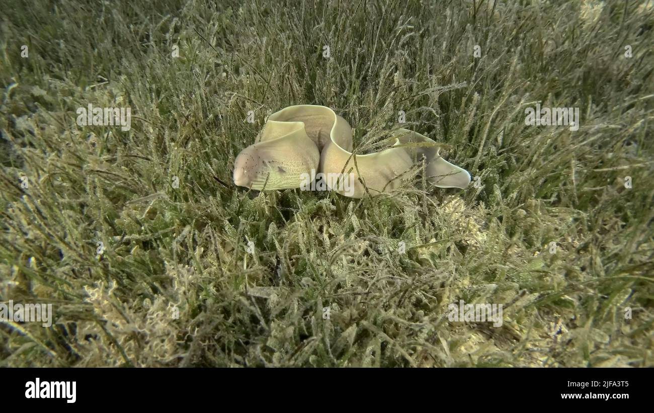 Close-up of Moray lie in green seagrass. Geometric moray (Gymnothorax ...