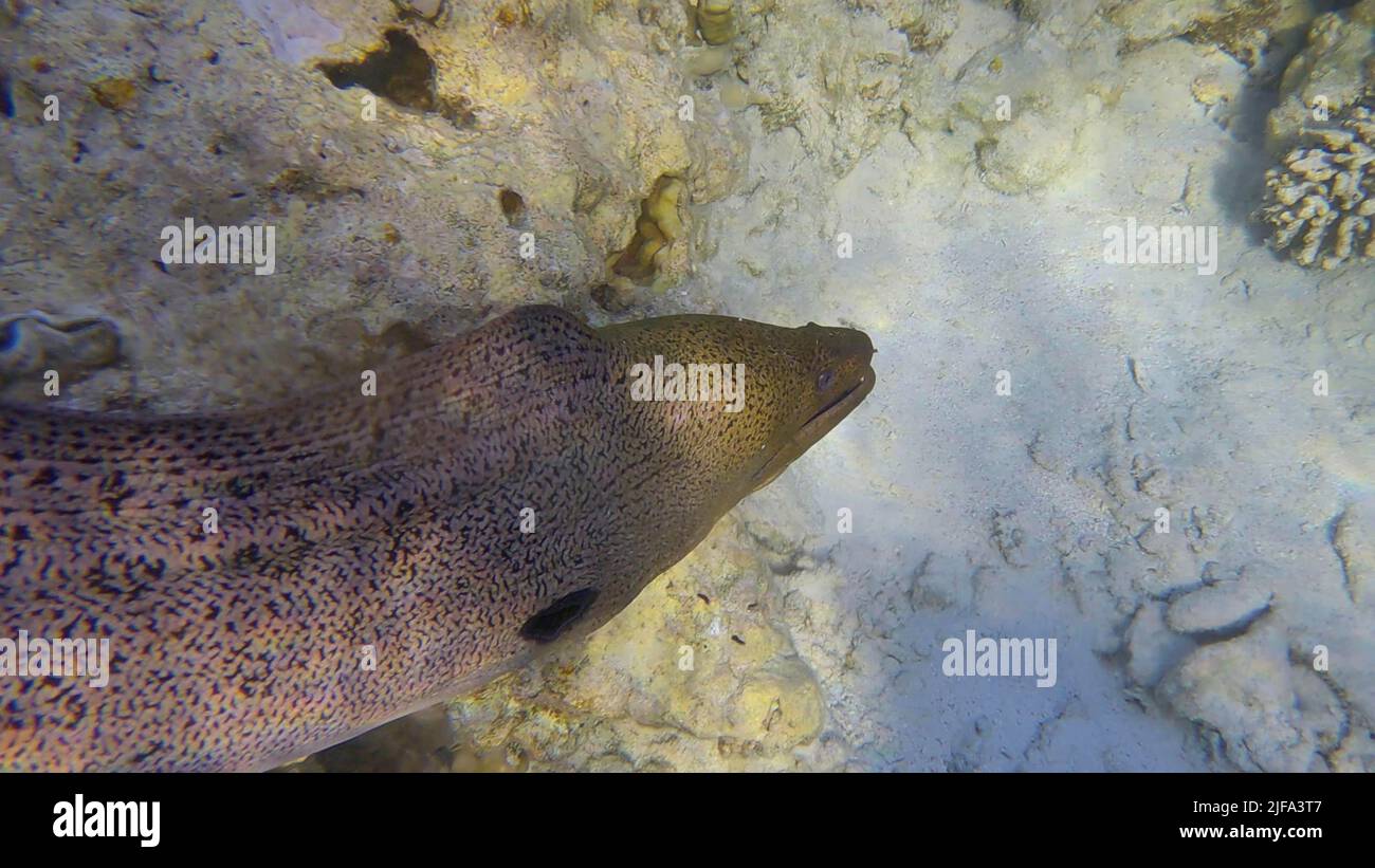 Close up of Moray eel swims over top of coral reef in shallow water in ...