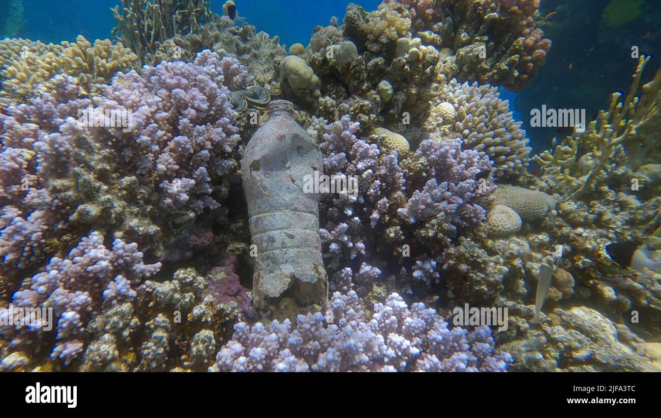 Polluted Coral Reefs