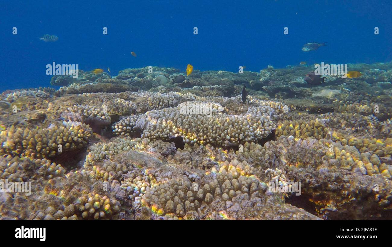 Colorful tropical fishes and beautiful coral reef on blue water ...