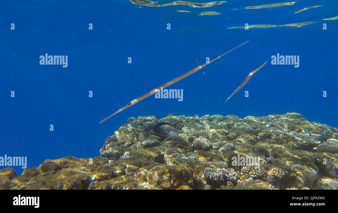 Two Cornetfish morning hunting over top of the coral reef on the ...