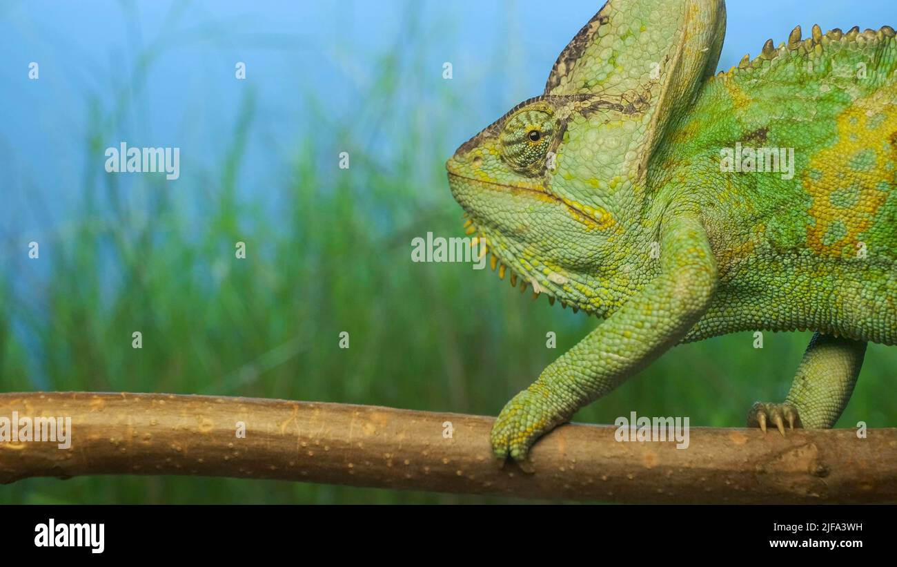Chameleon sitting on branch hi-res stock photography and images - Alamy