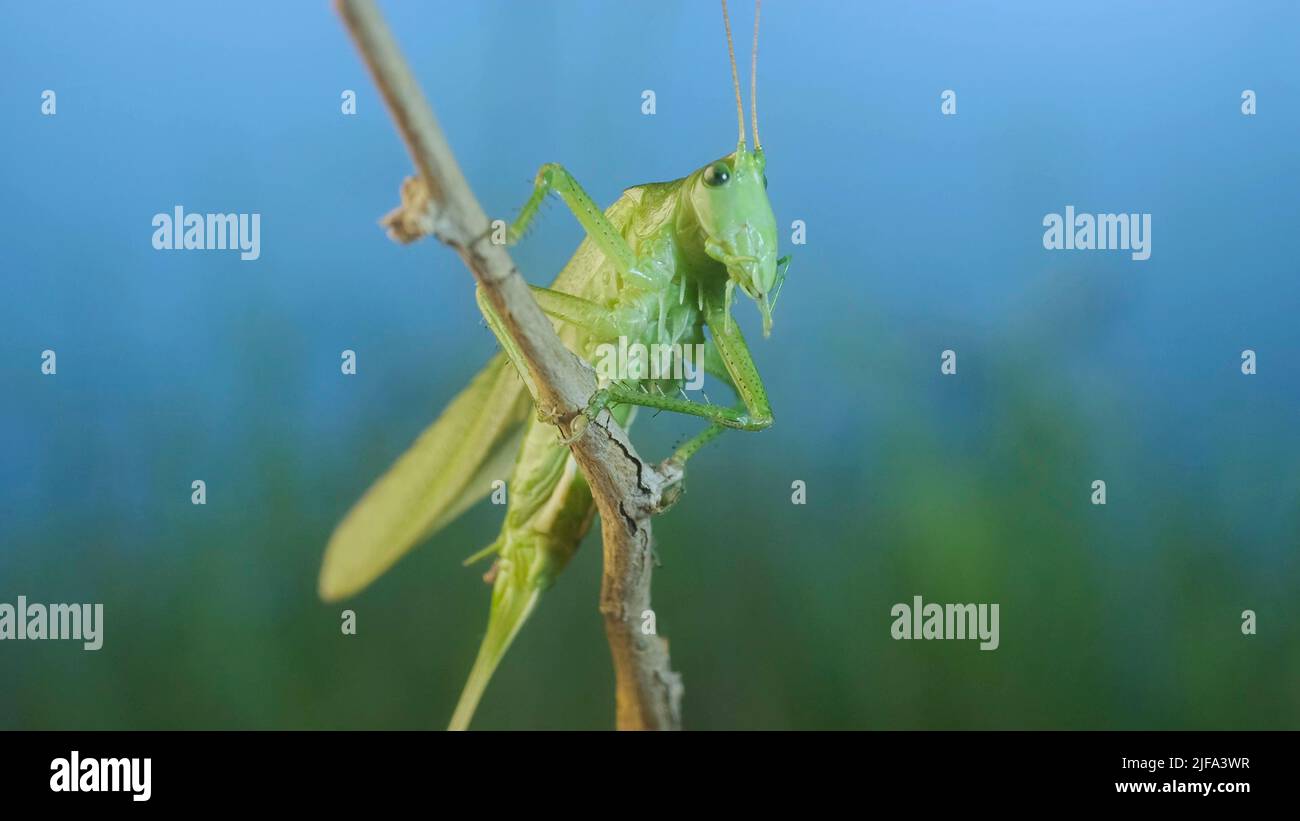 Green grasshopper sits on a branch against a blue sky and green ...