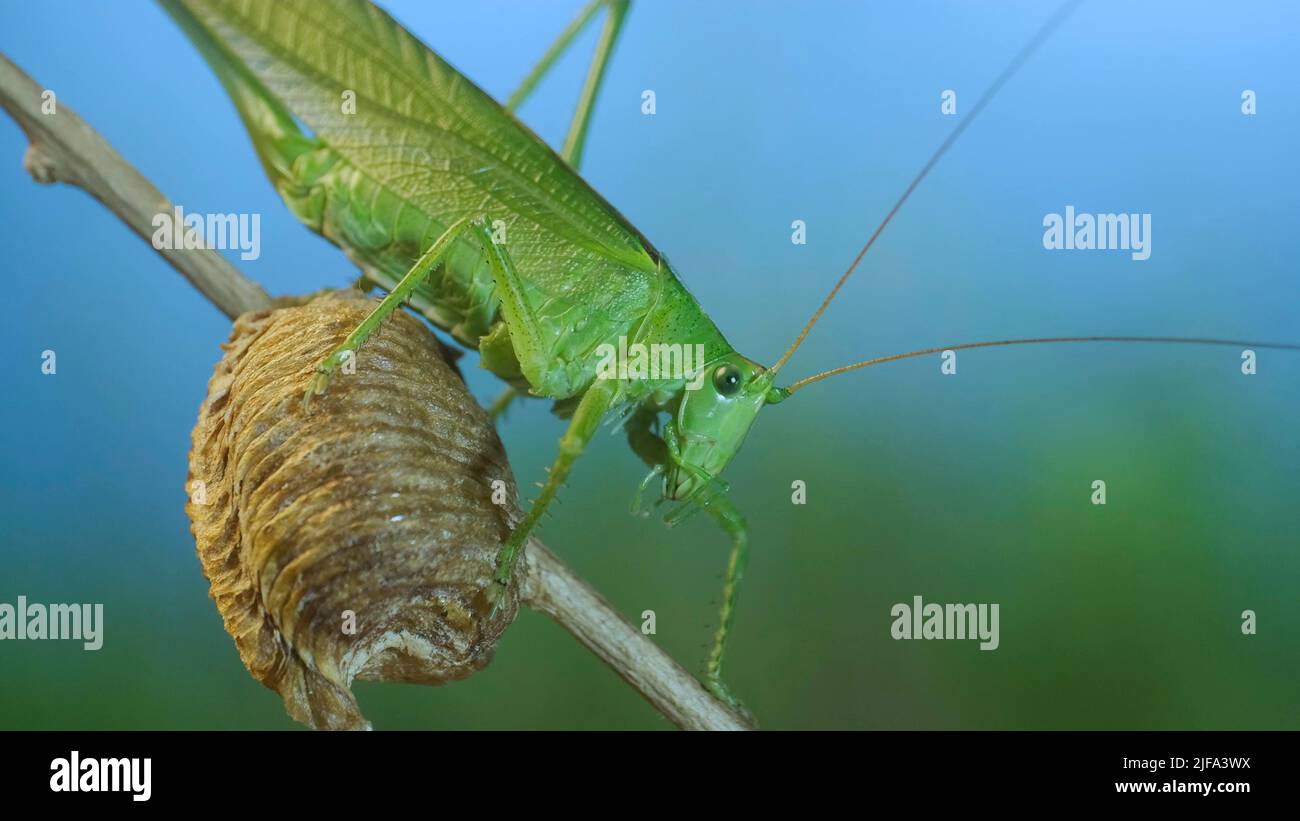 Green grasshopper sits on a branch against a blue sky and green ...