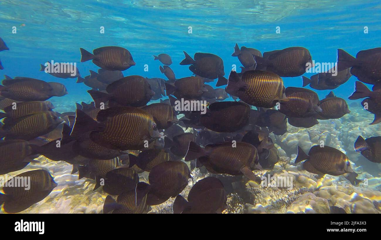Large school of Surgeonfish slowly swims near coral reef. Brown ...