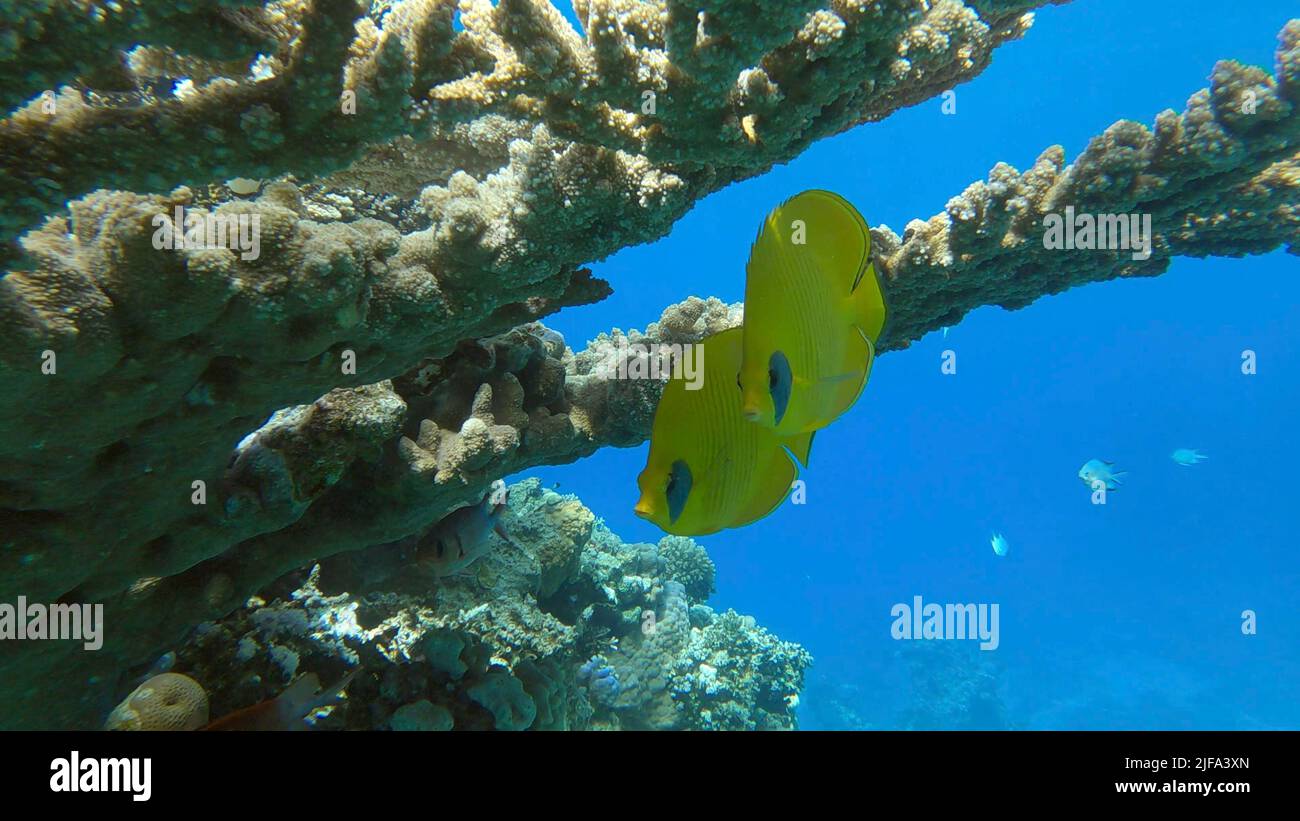 Couple Golden Butterflyfish (Chaetodon semilarvatus) or Masked ...
