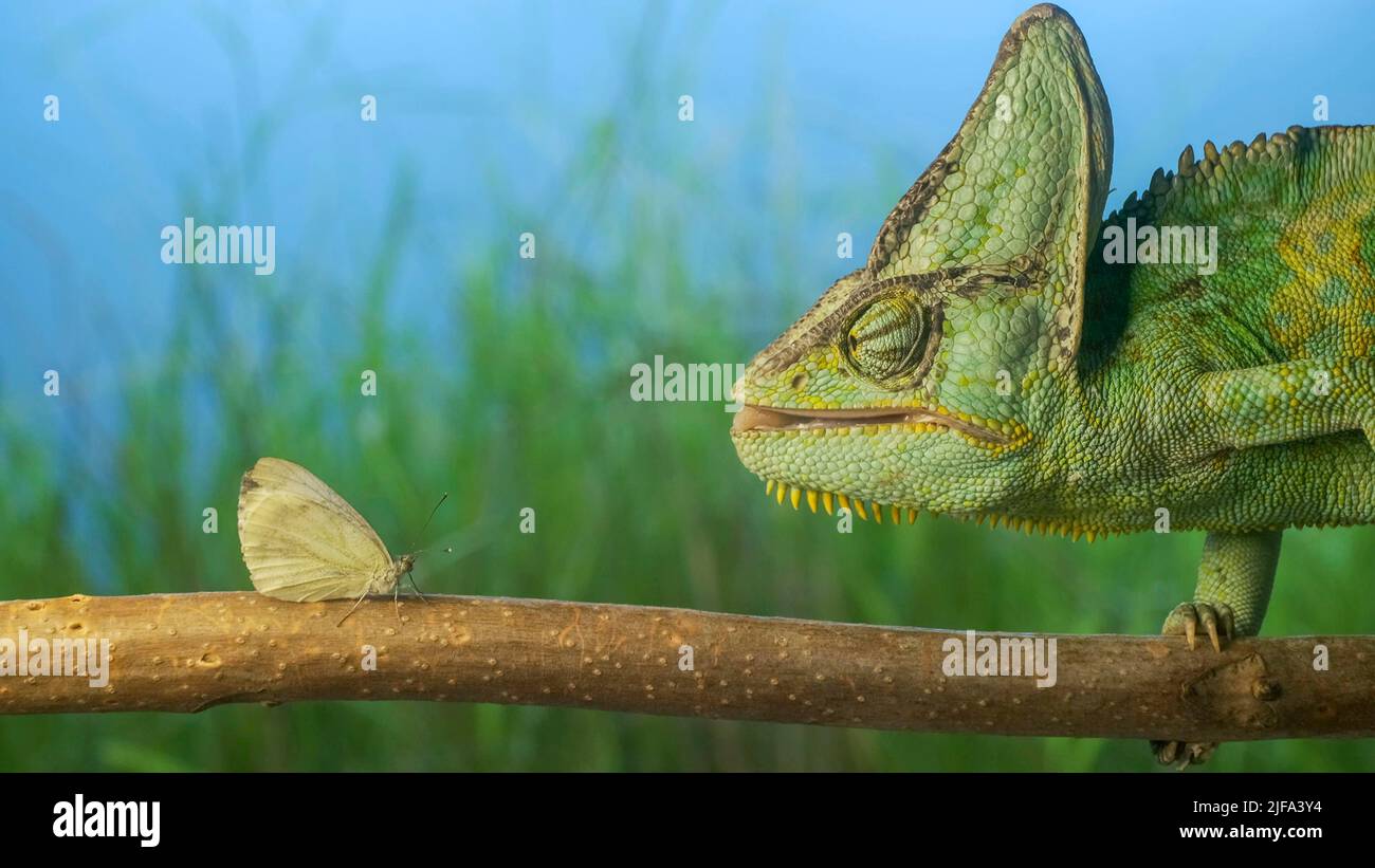 Close-up, adult bright green chameleon preys on white butterfly. Veiled ...