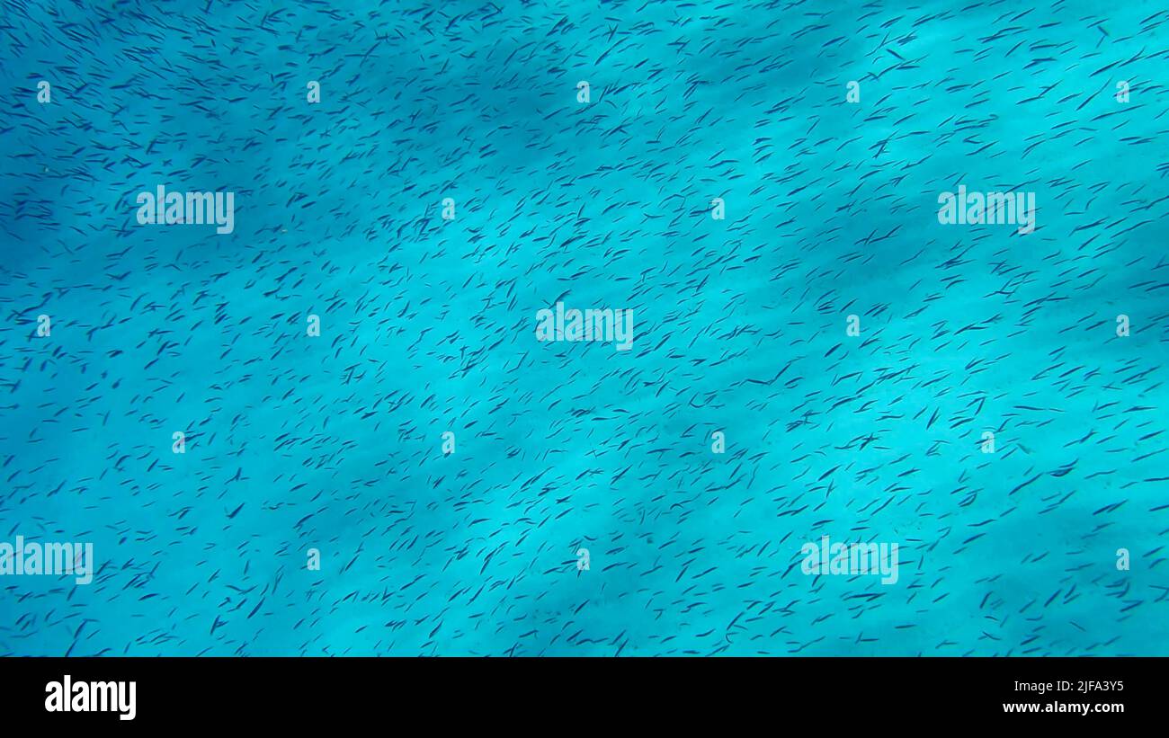 Massive school of small fish swims over sandy bottom background. Shoal ...