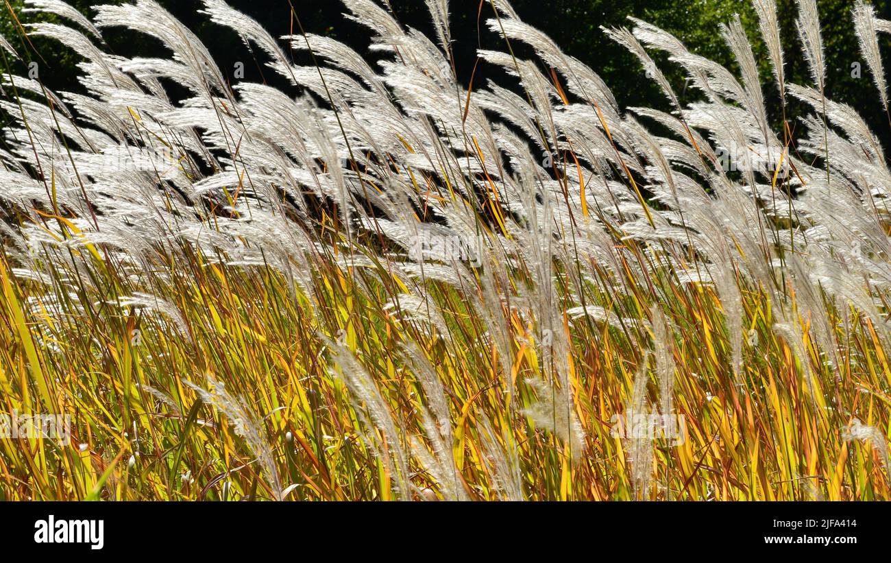 Mexican feather grass garden hi-res stock photography and images - Alamy
