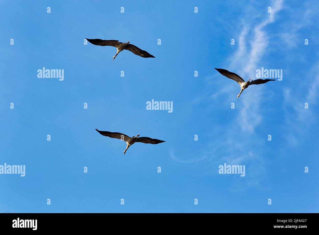 Three flying common cranes (Grus grus), bird migration in a slightly ...
