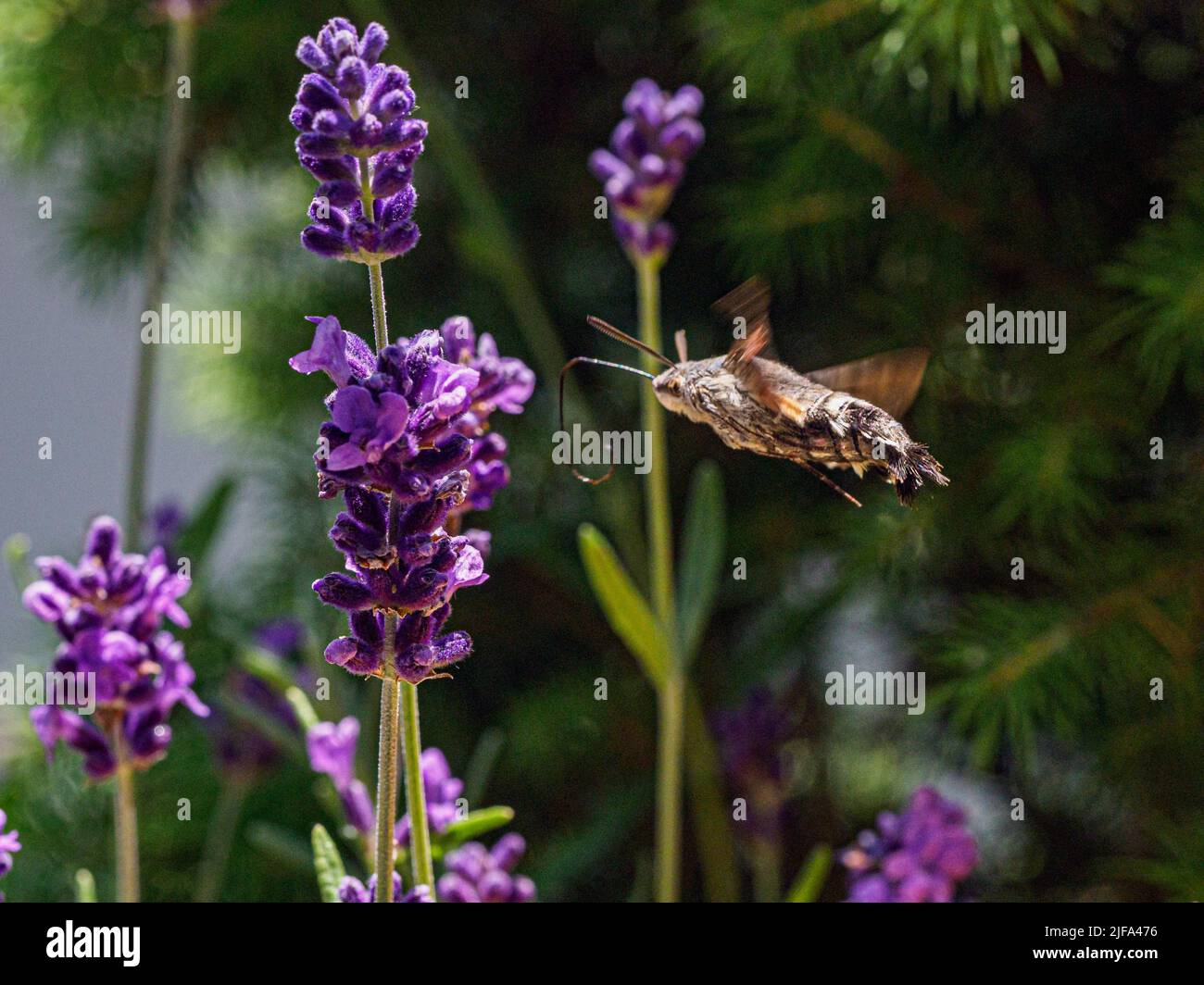 Pigeon tails in flight on a lavender flower, Baden-Baden, Baden ...