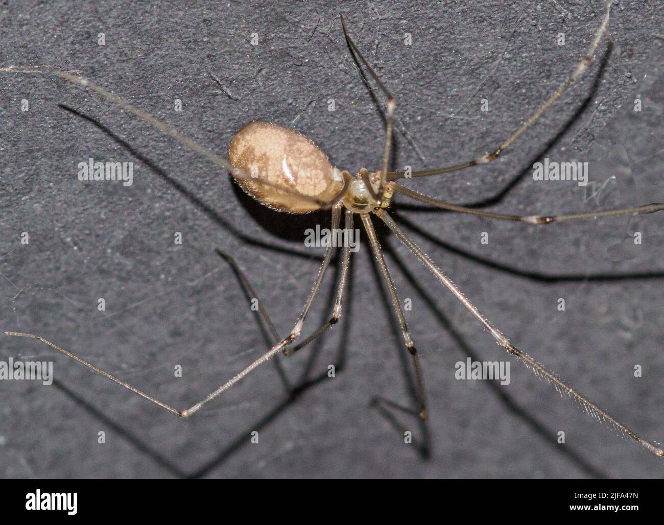 Insect with long legs hi-res stock photography and images - Alamy