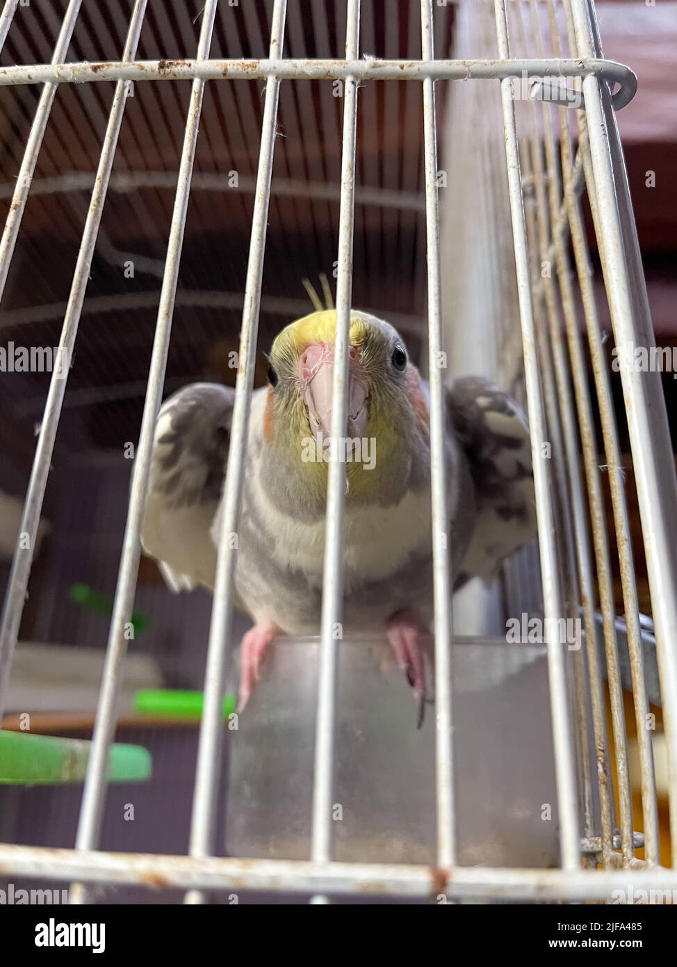 Yellow cocktail parrot inside a cage Stock Photo - Alamy