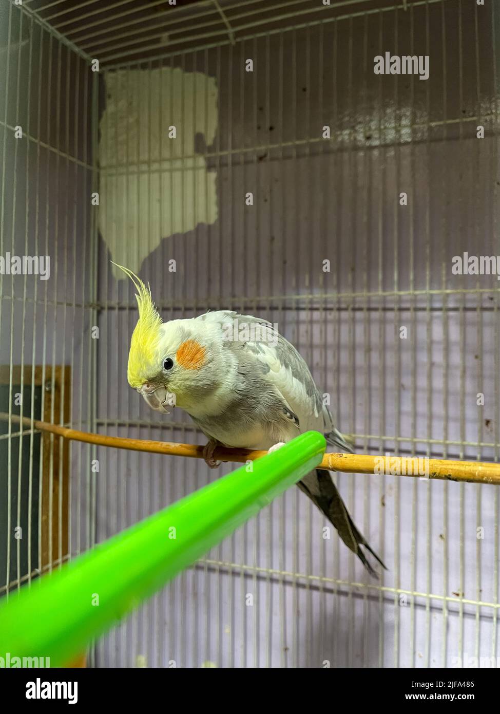 Yellow cocktail parrot inside a cage Stock Photo - Alamy