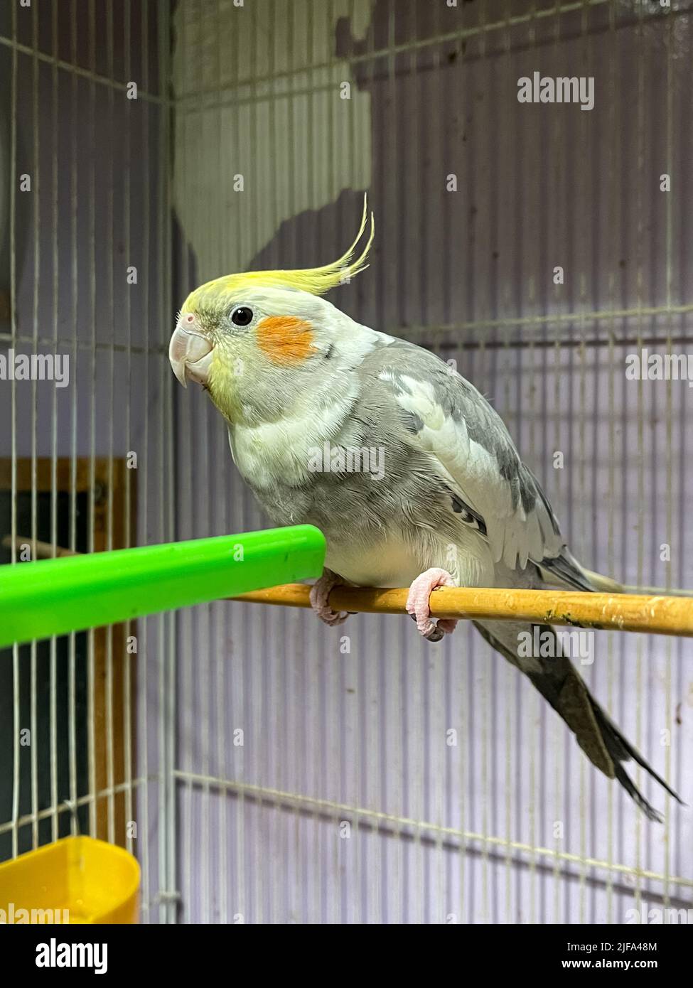 Yellow cocktail parrot inside a cage Stock Photo - Alamy