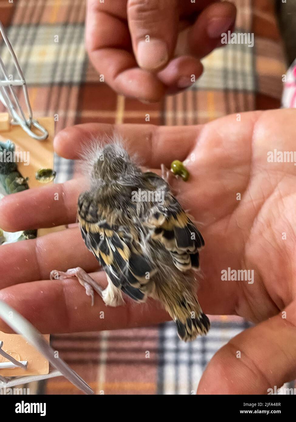 Baby dunnock hi-res stock photography and images - Alamy