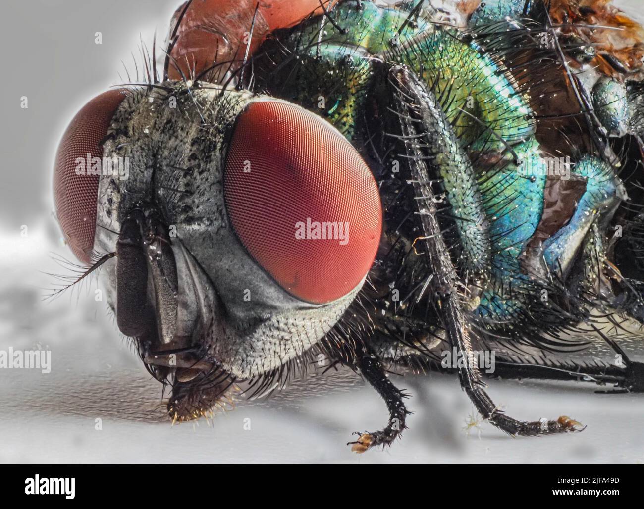 Fly head, close-up, Baden-Baden, Baden-Wuerttemberg, Germany Stock ...