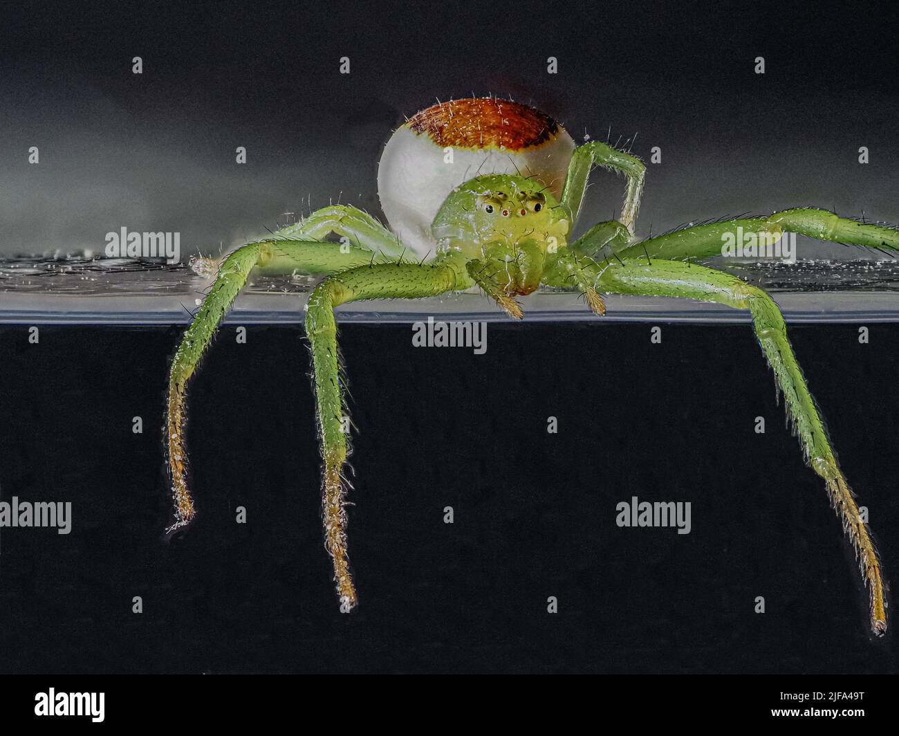 Young, green crab spider (Diaea dorsata), close-up, dark background ...