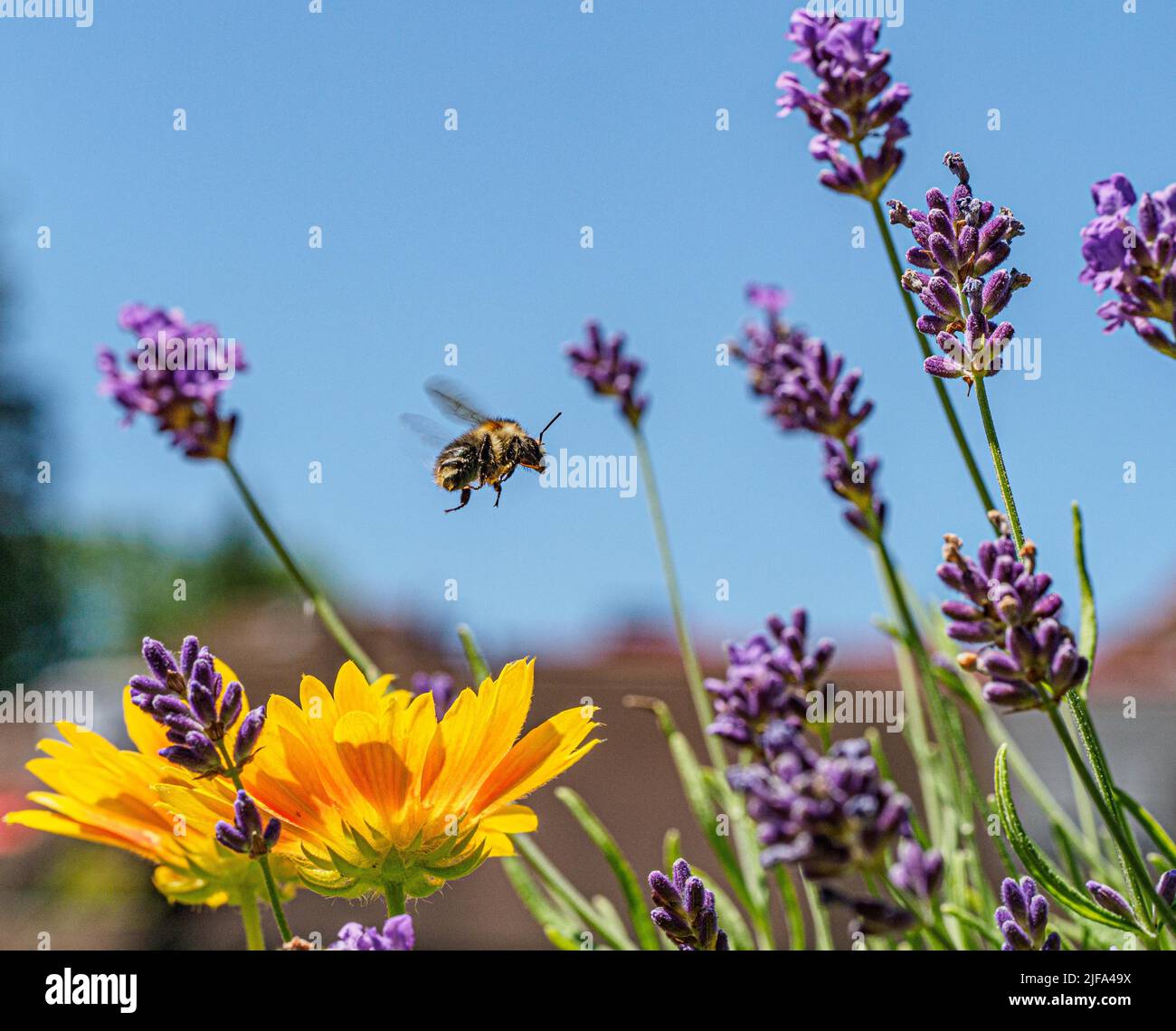 Close-up, wild bee in flight between lavender flowers, blue sky ...