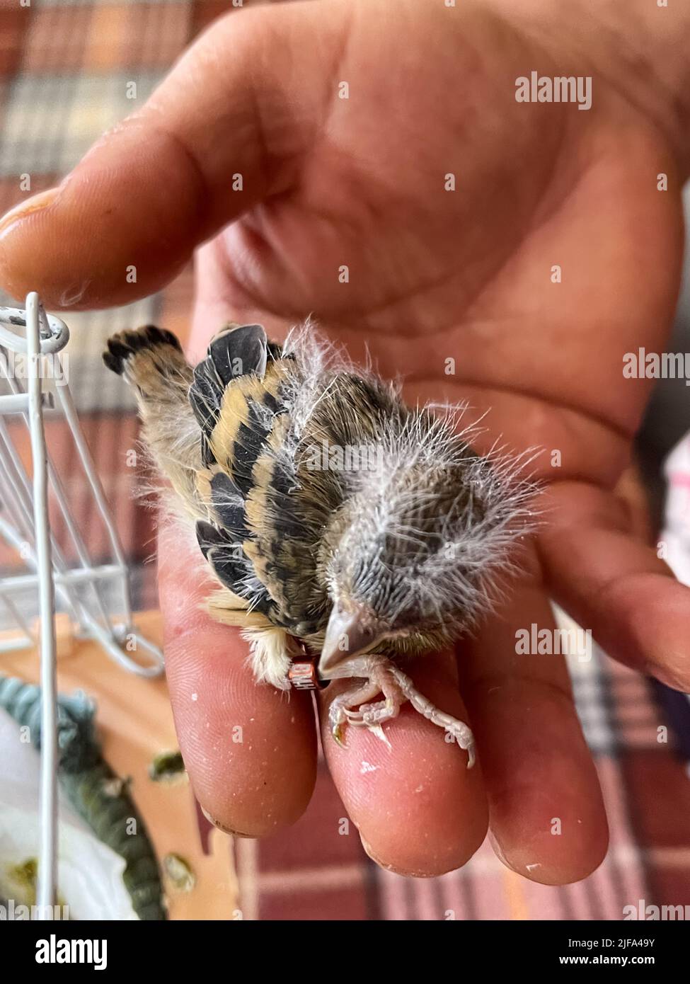 A person holding two little newborn birds Stock Photo - Alamy