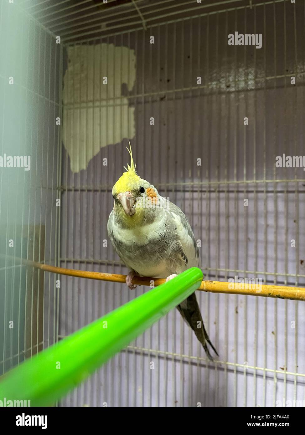 Yellow cocktail parrot inside a cage Stock Photo - Alamy