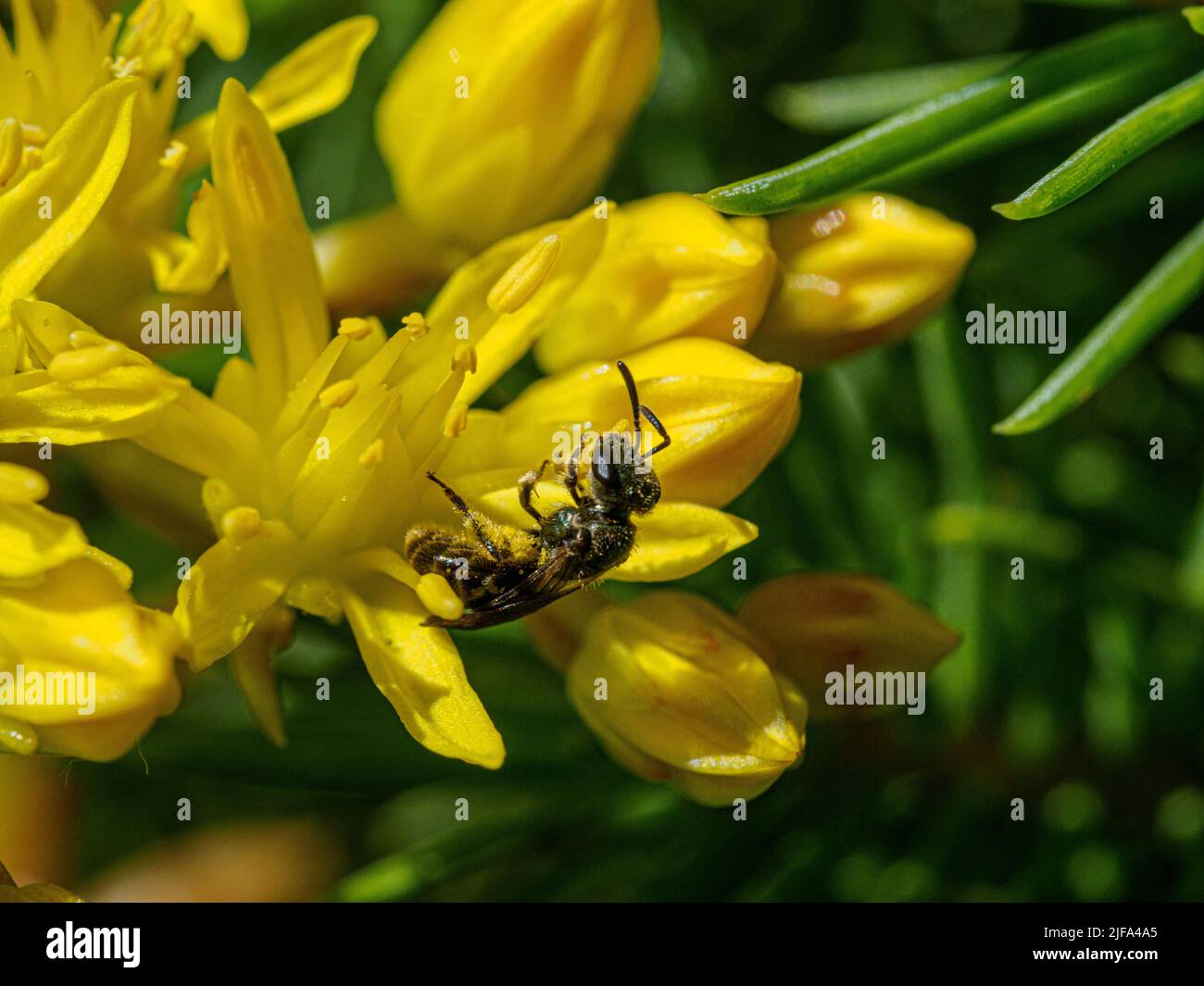 Yellow and black bee hi-res stock photography and images - Alamy