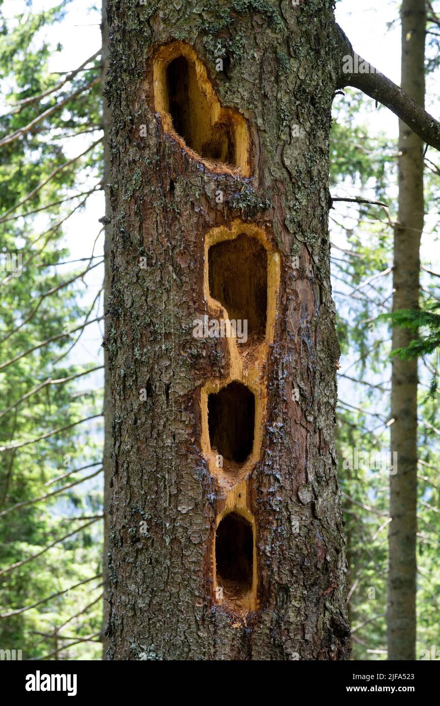 Black Woodpecker (Dryocopus martius), hack marks on tree, Hornisgrinde ...