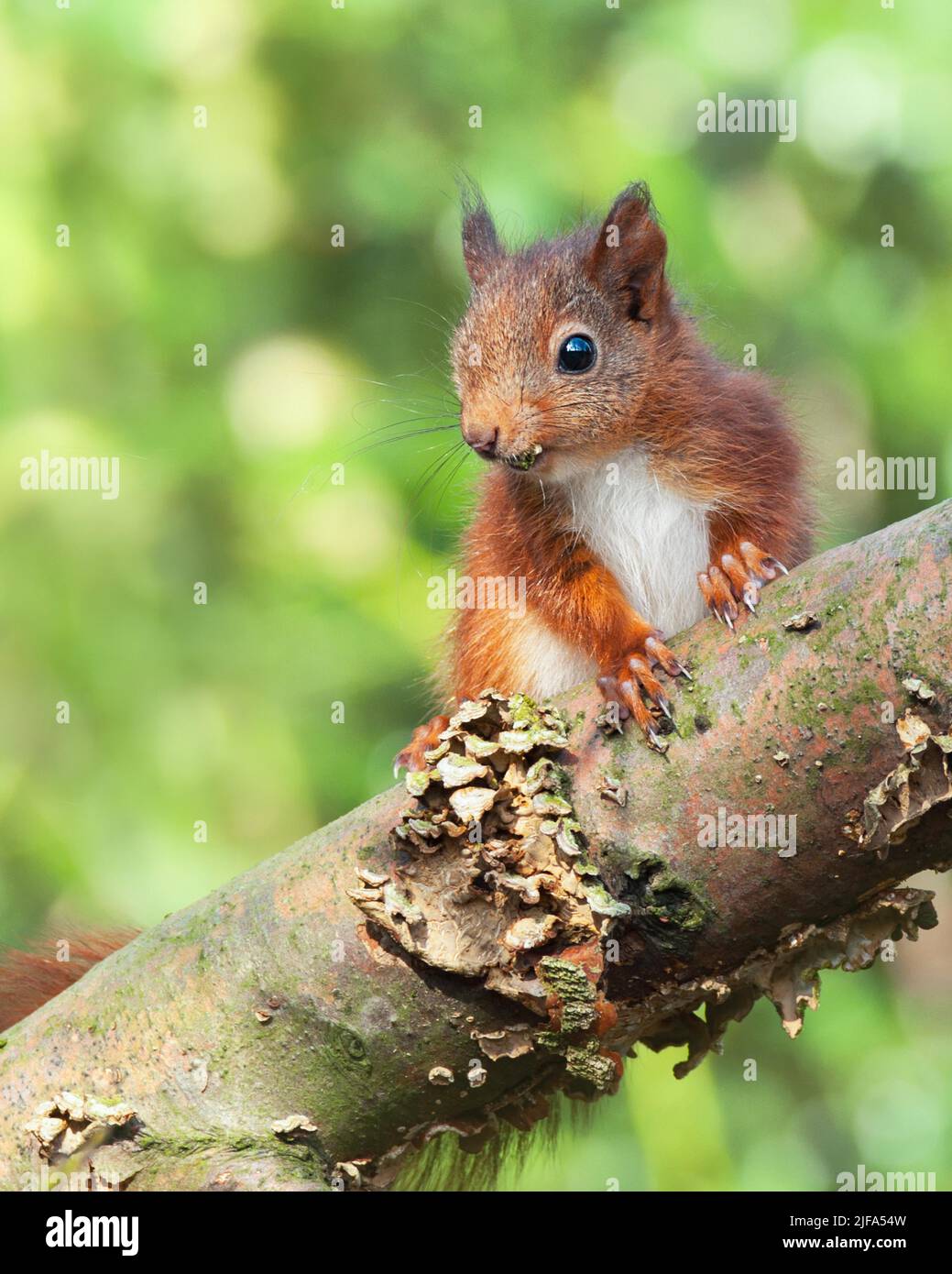Eurasian red squirrels (Sciurus vulgaris), young animal sitting on ...