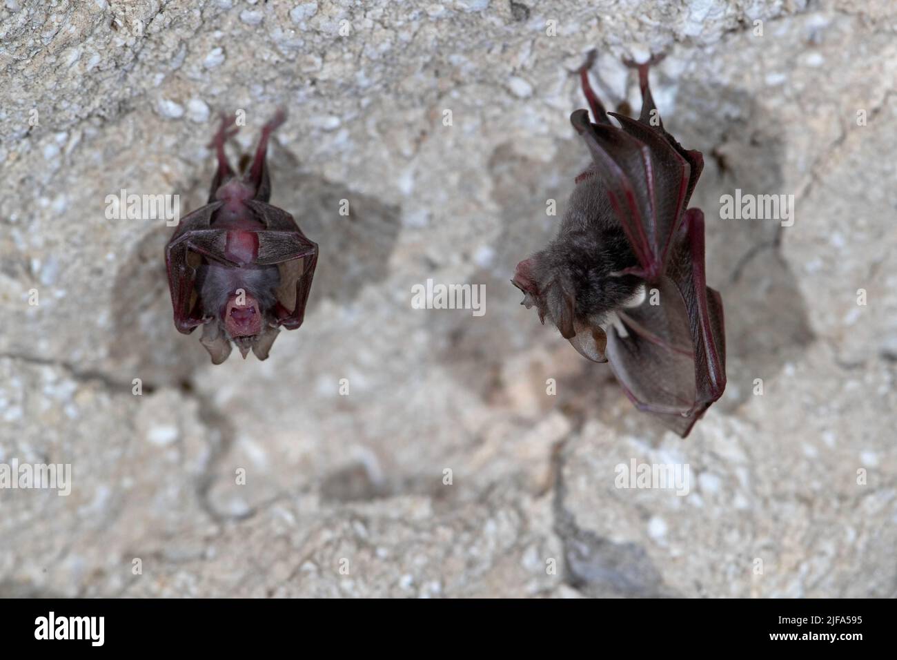 Lesser horseshoe bat (Rhinolophus hipposideros), weekly roost with ...