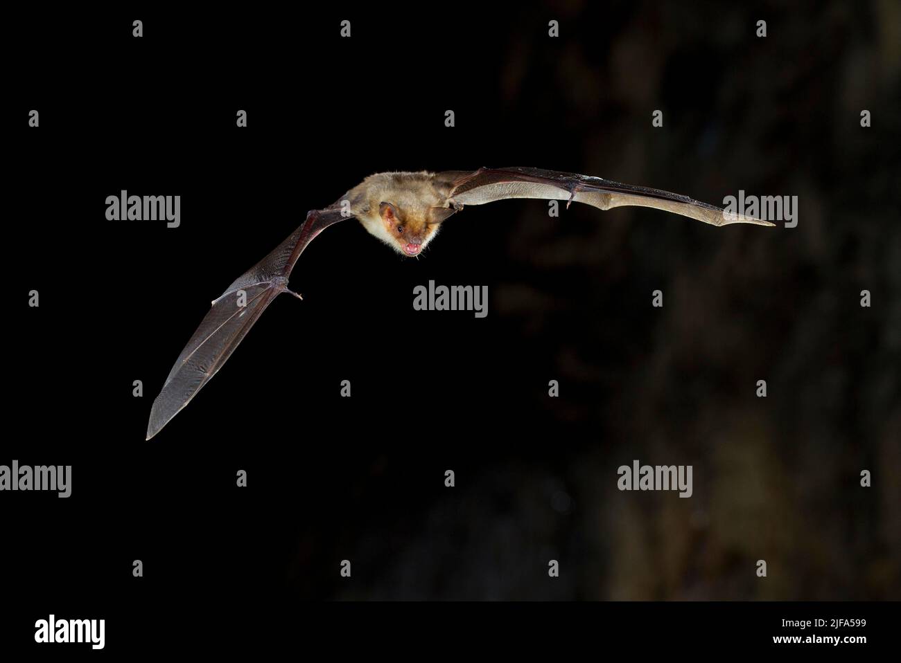 Greater mouse-eared bat (Myotis myotis) in flight, Bulgaria Stock Photo ...