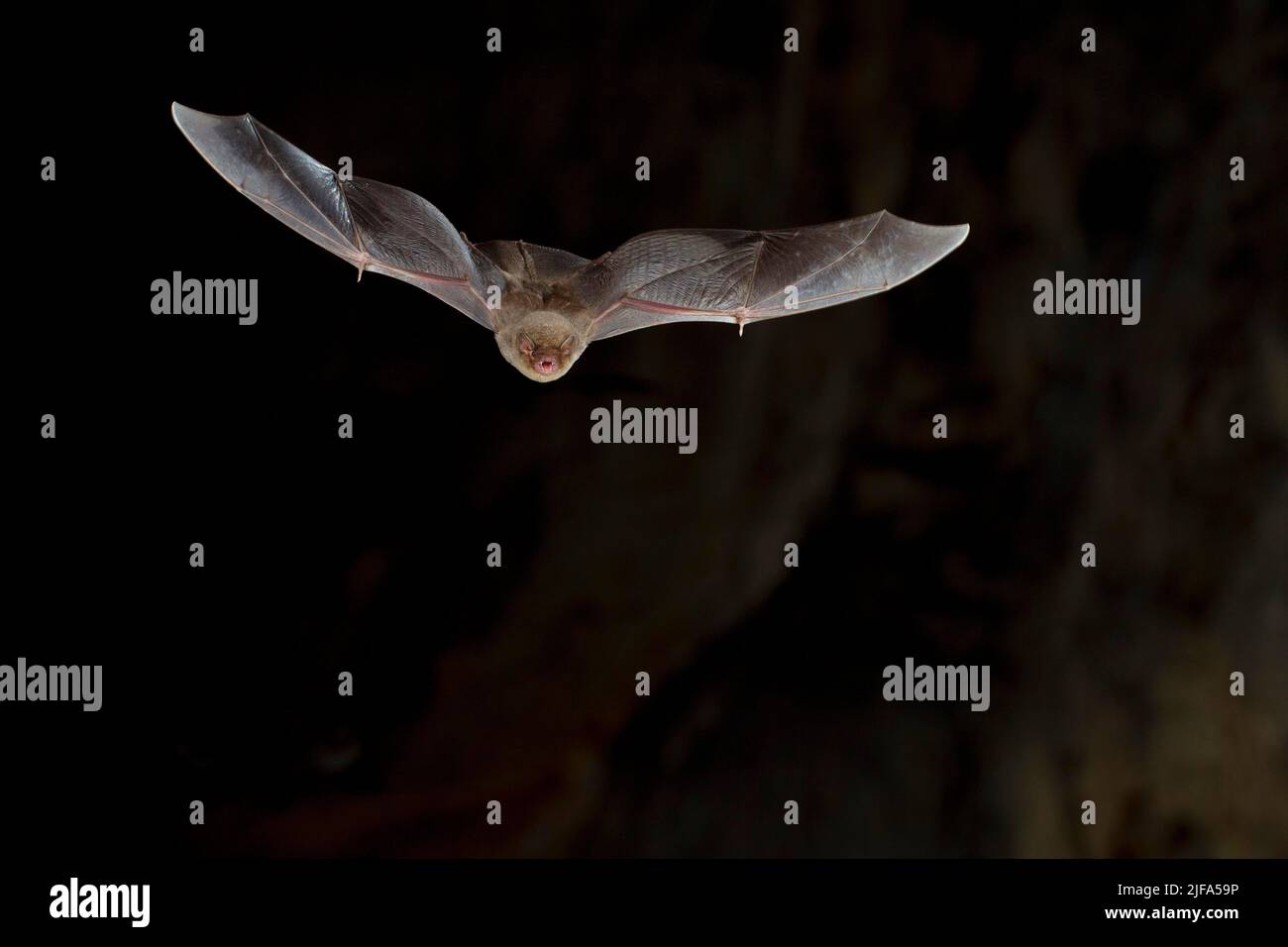 Common bent-wing bat (Miniopterus schreibersii) in flight, Bulgaria ...