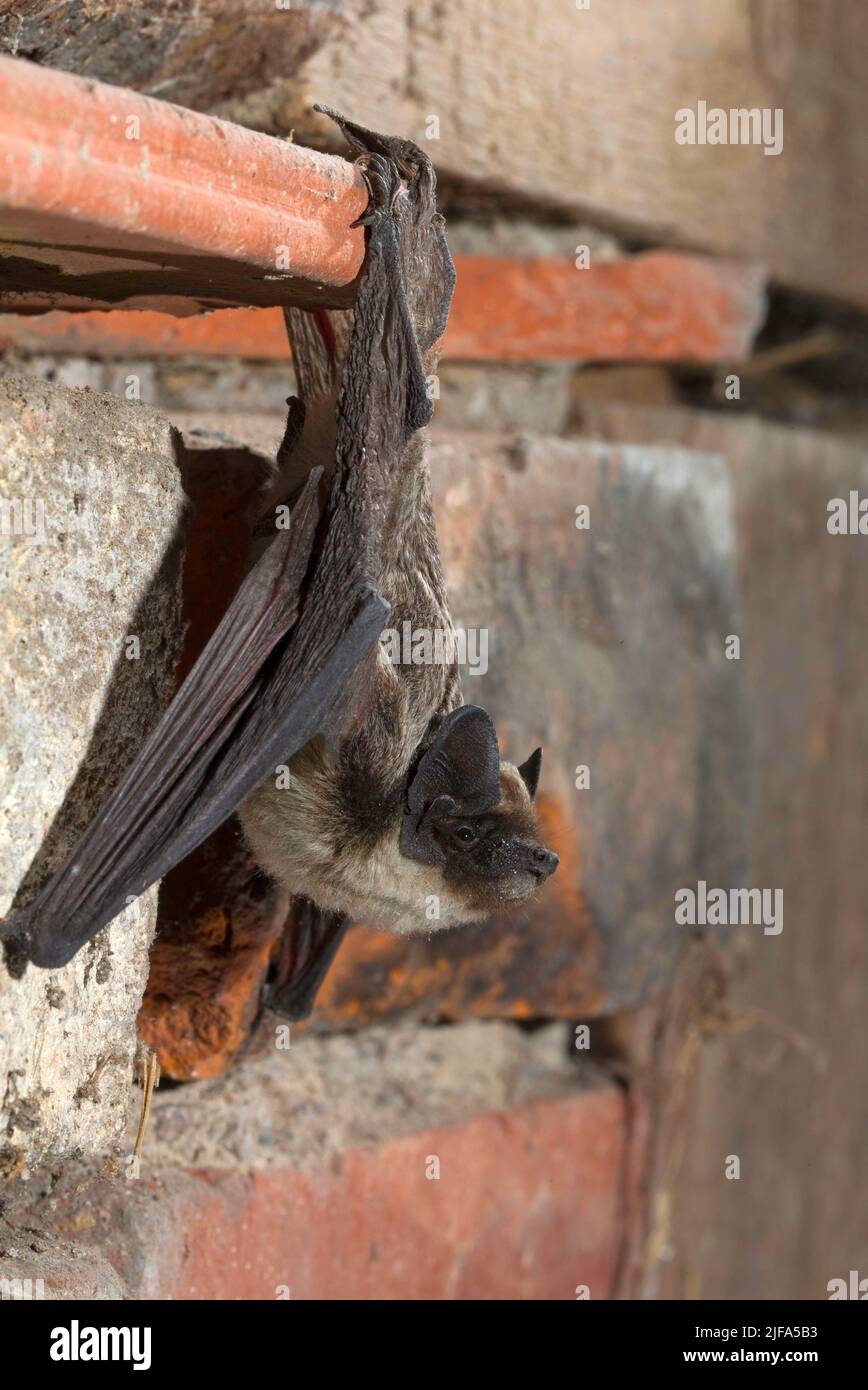 Parti-coloured bat (Vespertilio murinus), Thuringia, Germany Stock ...