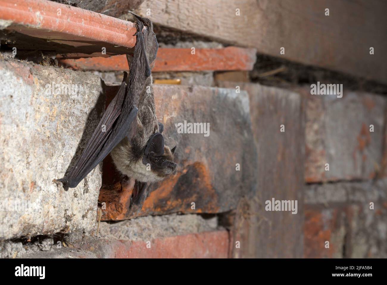 Parti-coloured bat (Vespertilio murinus), Thuringia, Germany Stock ...