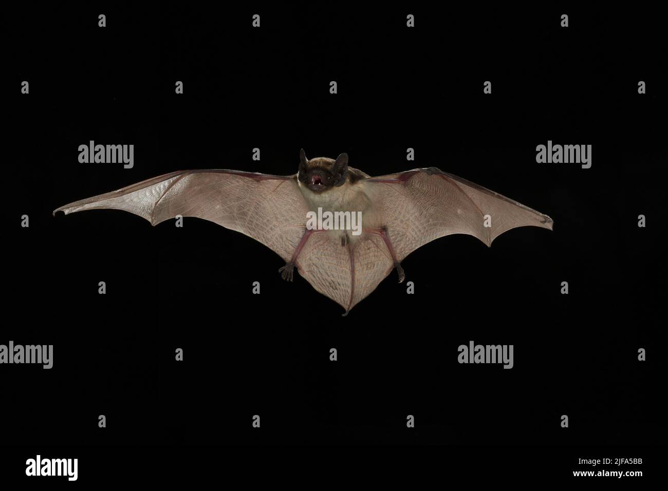 Parti-coloured bat (Vespertilio murinus) in flight, Thuringia, Germany ...