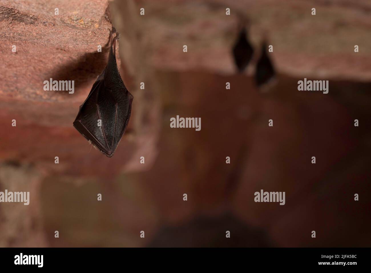 Lesser horseshoe bat (Rhinolophus hipposideros), winter roost ...