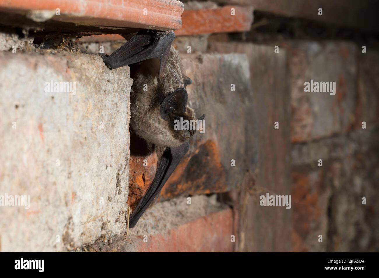 Parti-coloured bat (Vespertilio murinus), Thuringia, Germany Stock ...
