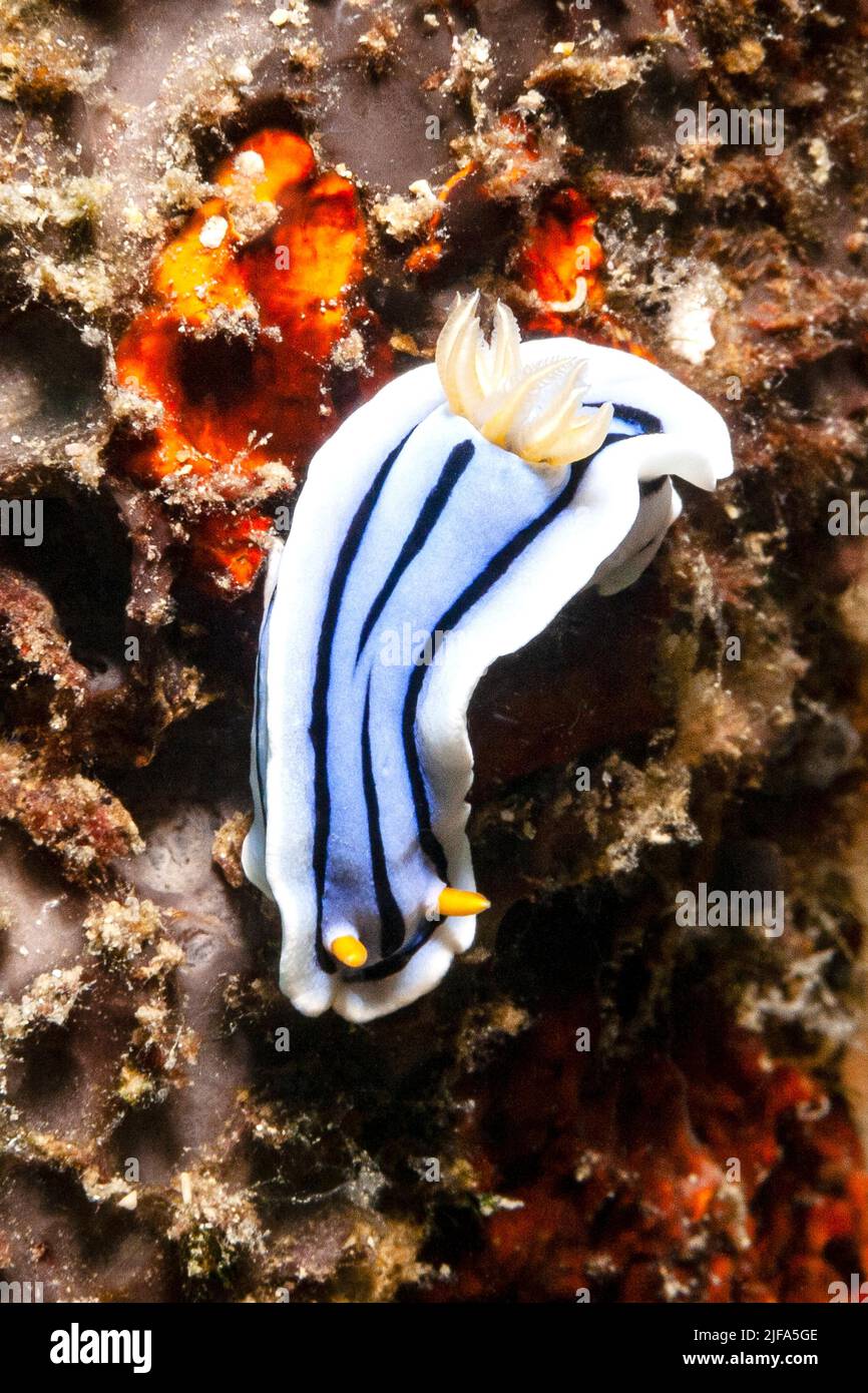 Sea snail hi-res stock photography and images - Alamy